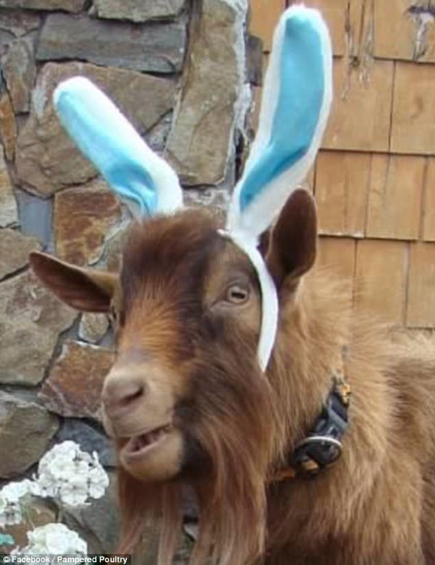 easter bunny goat - Shel Harrington